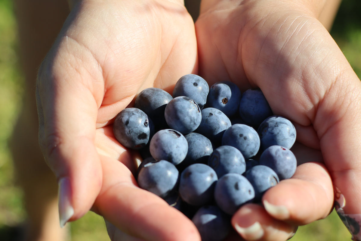 Berry Picking at Quinta do Pincho Blueberry Farm in the Algarve ...